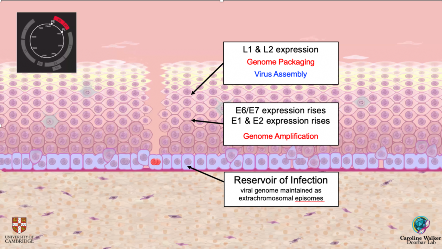 Doorbar Animation Project | Department of Pathology